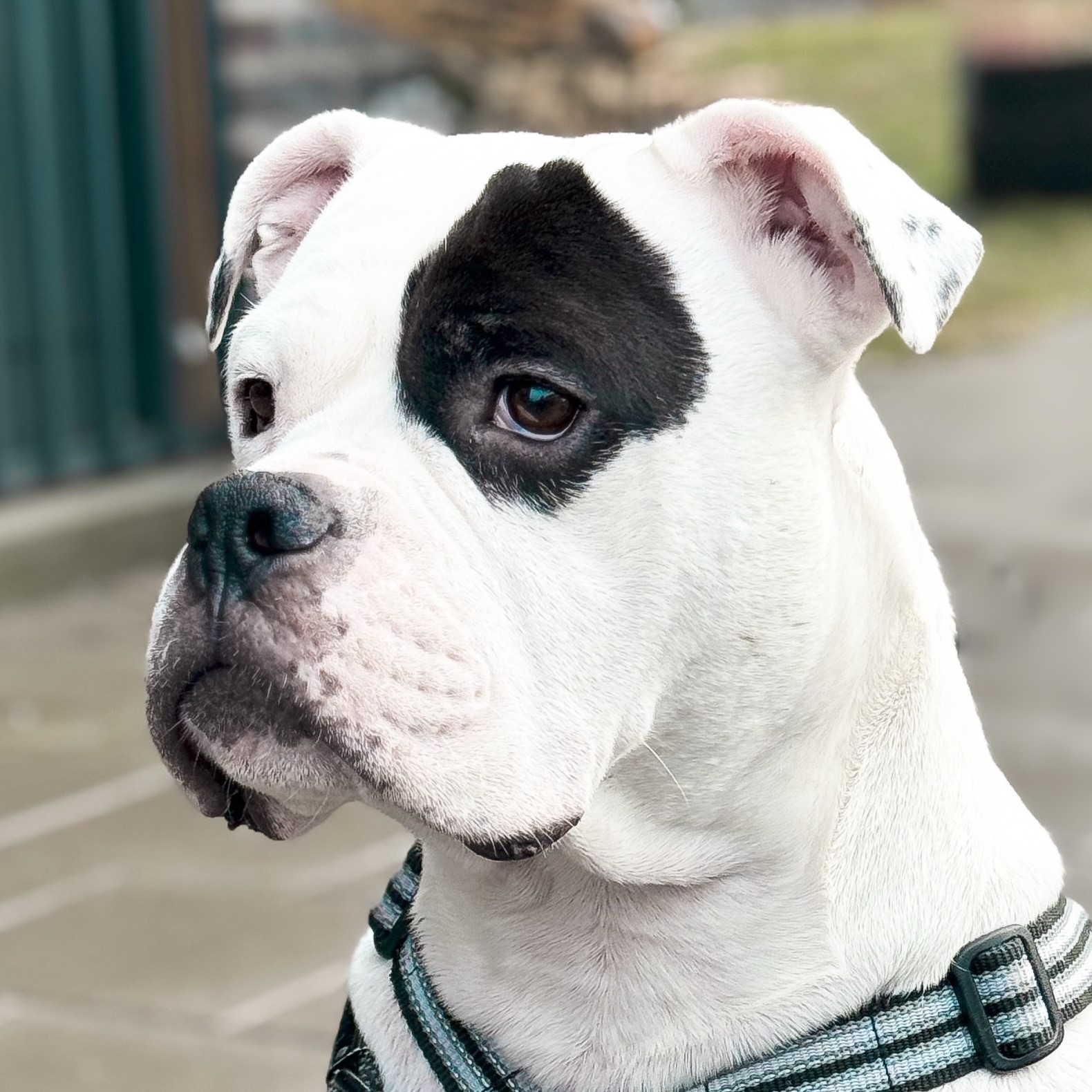 Här är några av de hundar som mest akut behöver ett hem just nu