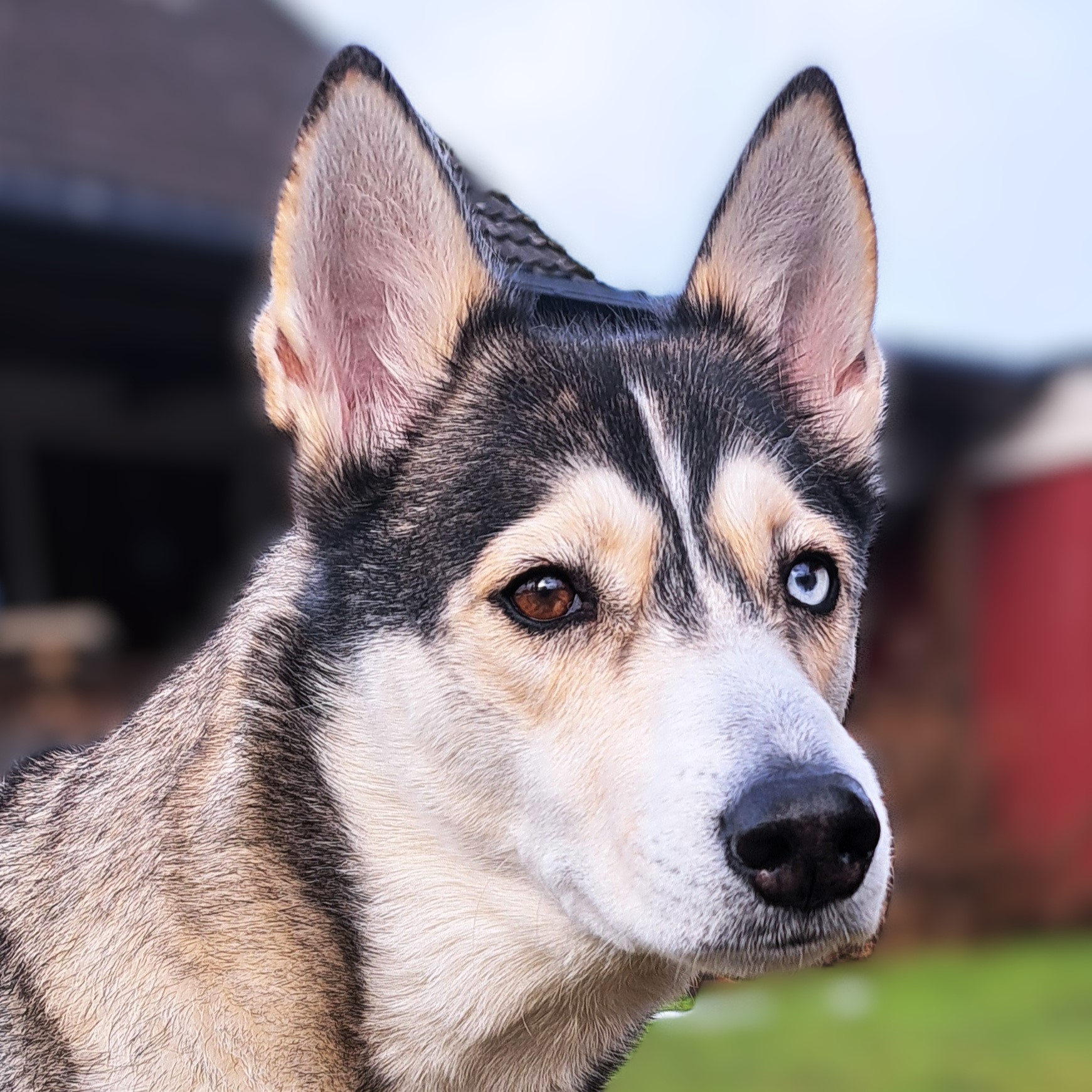 Här är några av de hundar som mest akut behöver ett hem just nu