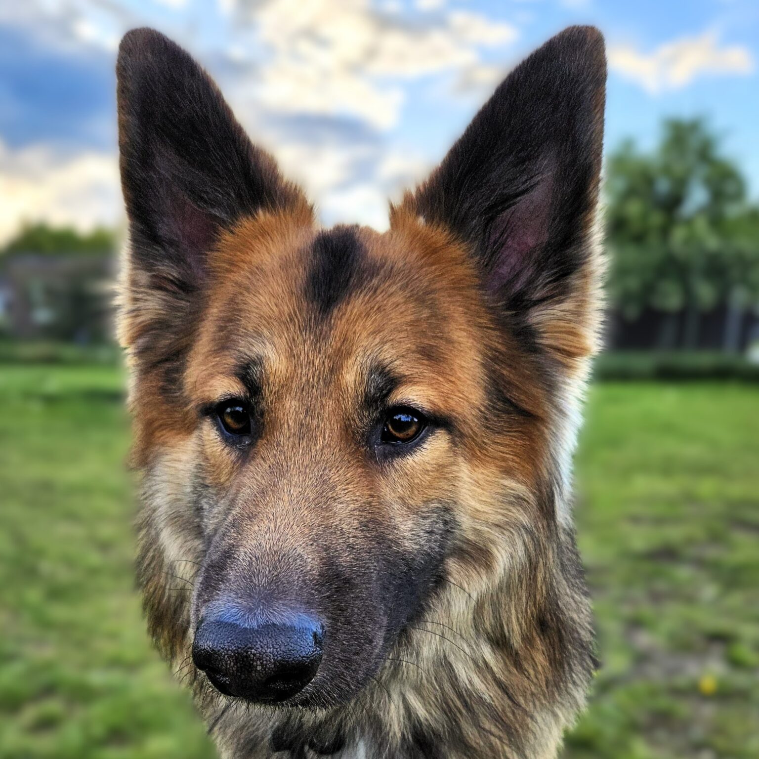 Här är några av de hundar som mest akut behöver ett hem just nu